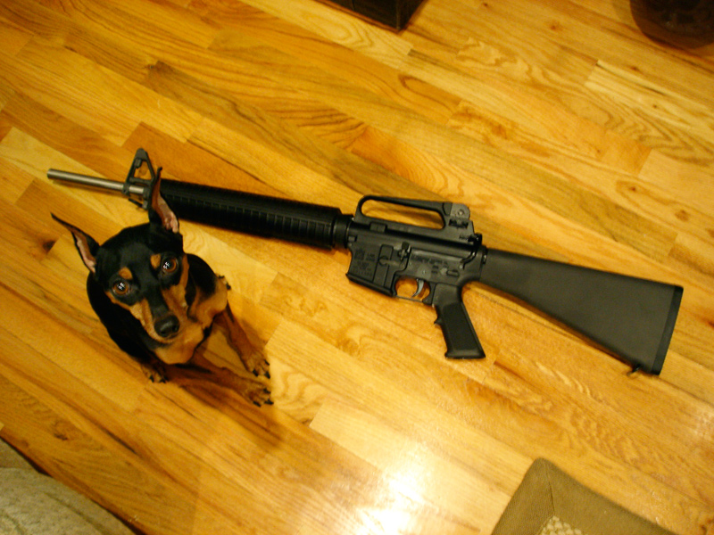 Dogs and Guns...what could be better? > Pets > AR15.COM
